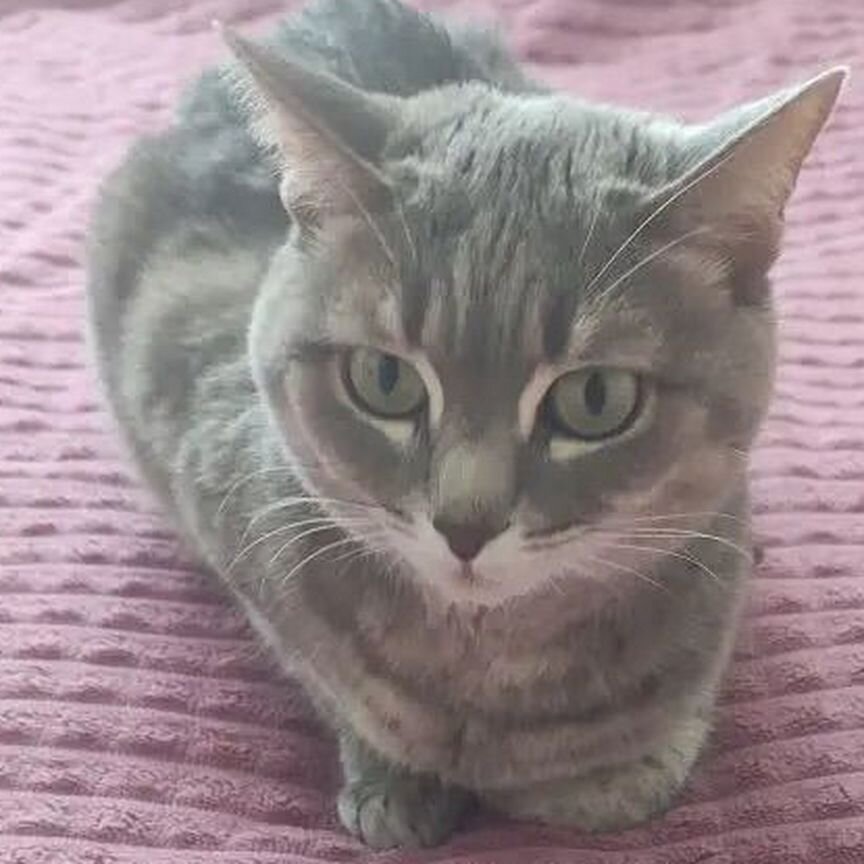 Взрослая, кошка в добрые руки