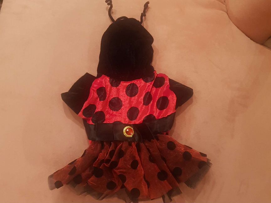 Новый костюм для собаки