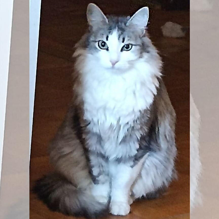 Кошечка Элоиза ищет добрых хозяев