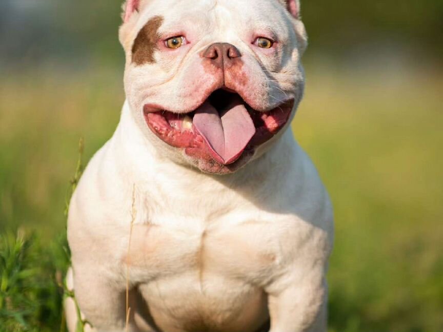 Девочка булли покет/экзот