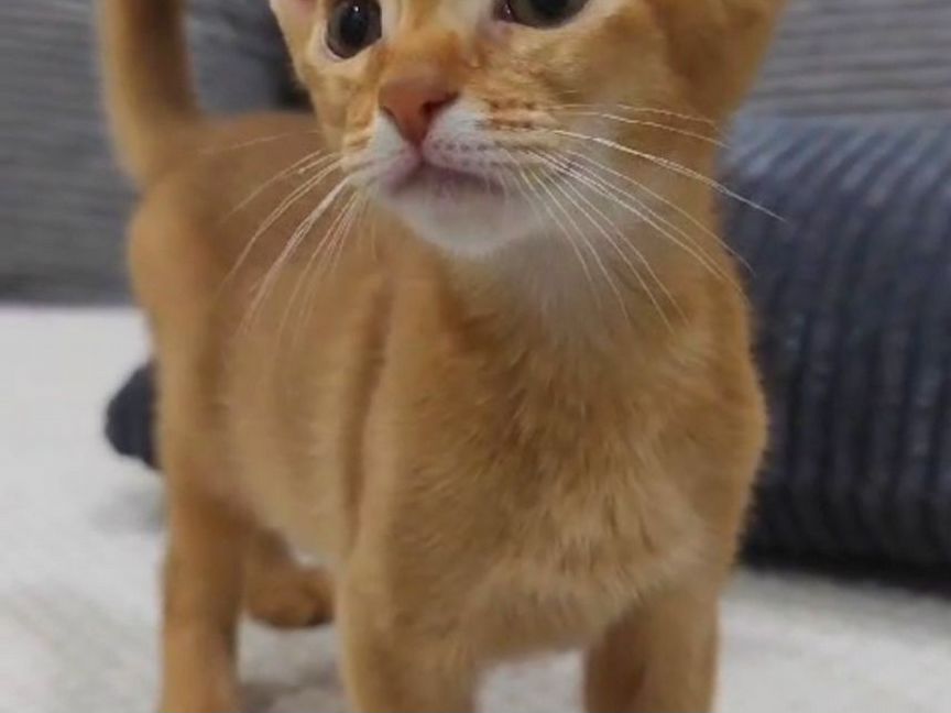 Абиссинский котенок