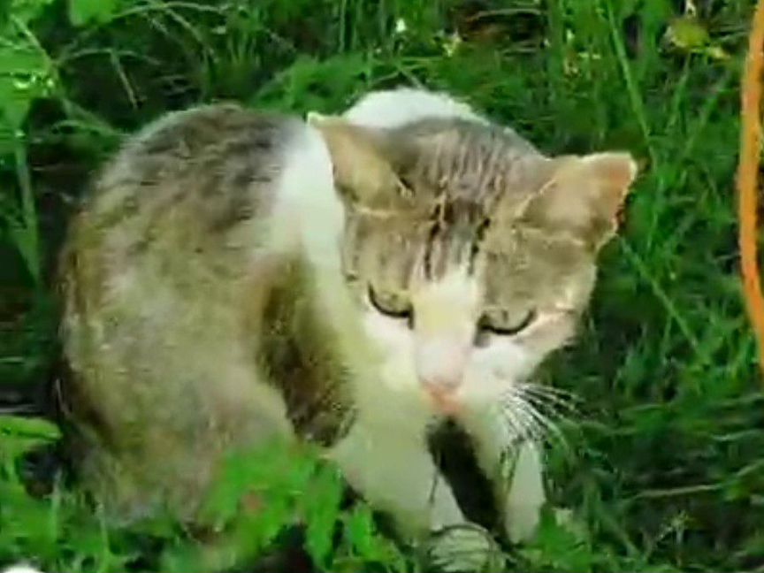 Без 5мин смертница ласковая брошенка у дороги