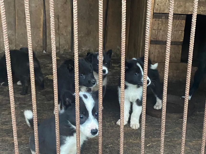 Щенки русско европейской лайки