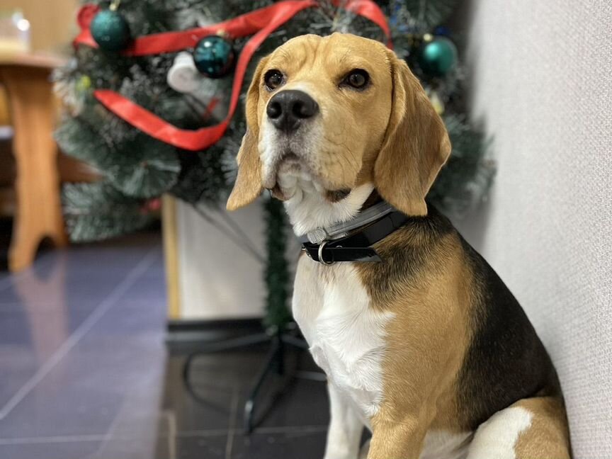 Вязка кобель бигль