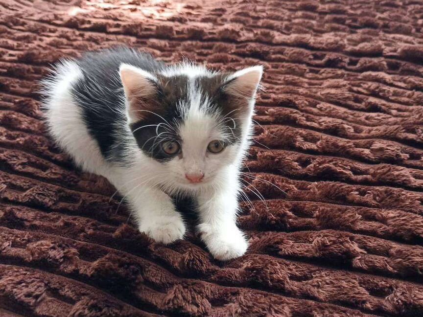 Котенок в добрые руки