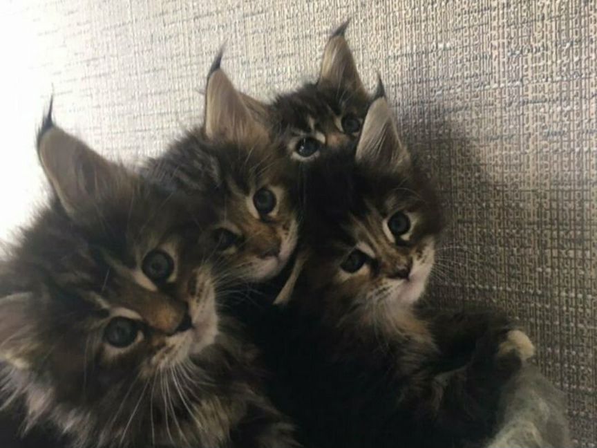 Крупные малыши переезжают в новые дома