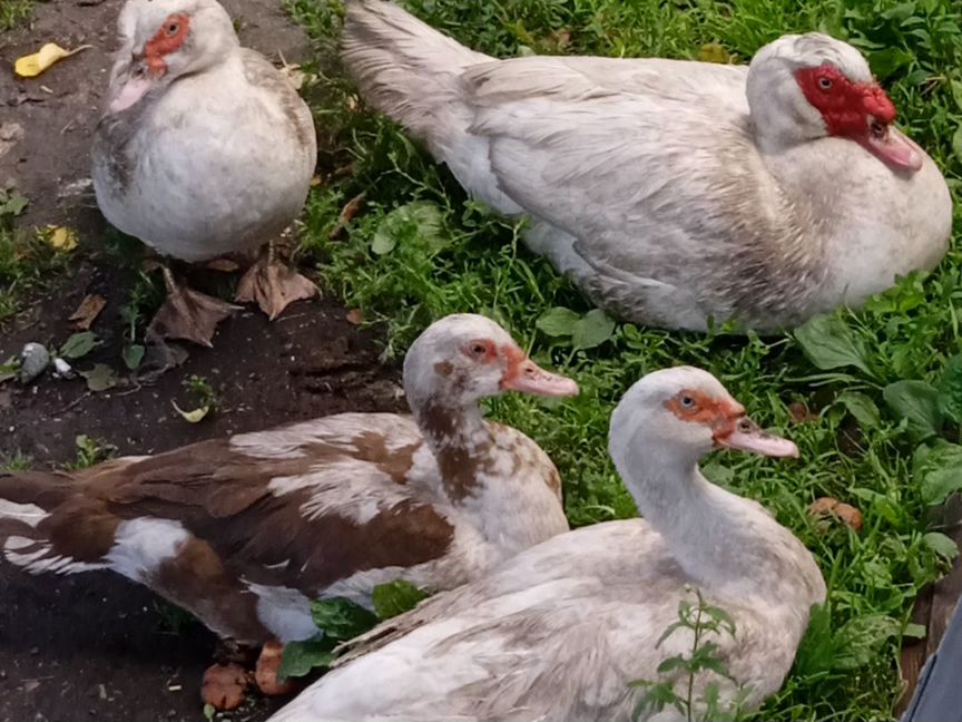 Индоутки несушки на племя