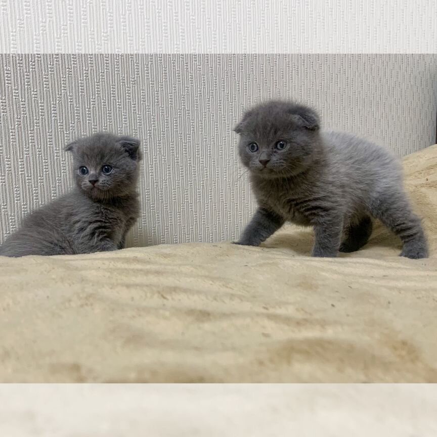 Шотландский вислоухий короткошёрстный котёнок