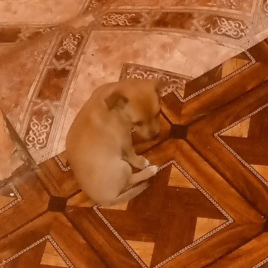 Той терьер
