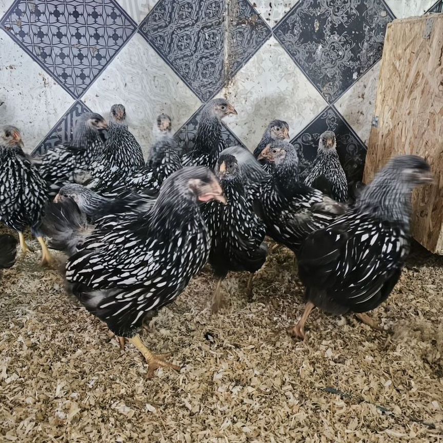 Продам 2 курочки Виандот 2.5 мес