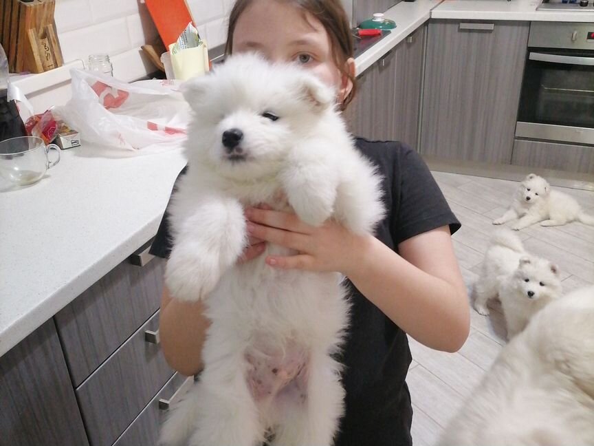 Самоедская лайка