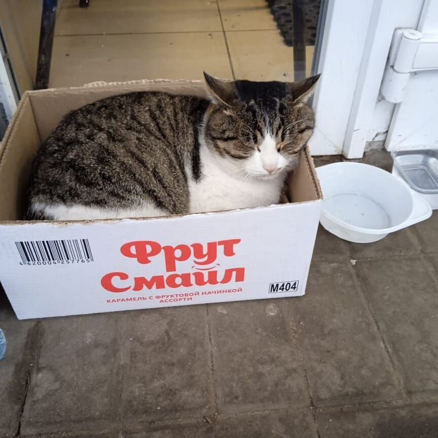 Взрослая кошка в добрые руки