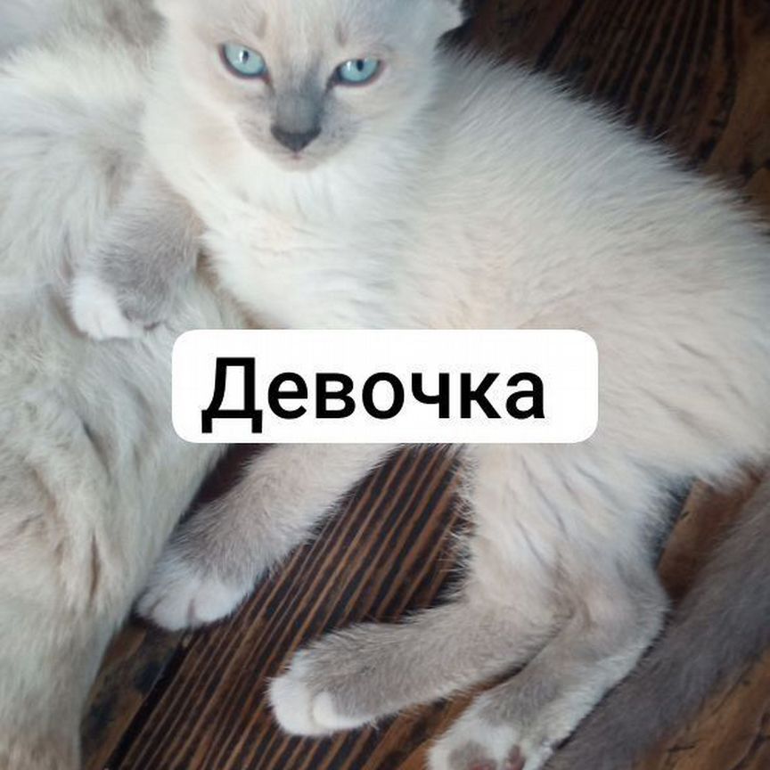 Красивейшие котята в добрые руки бесплатно