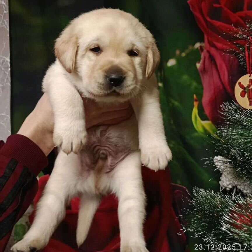 Лабрадор-ретривер, щенок