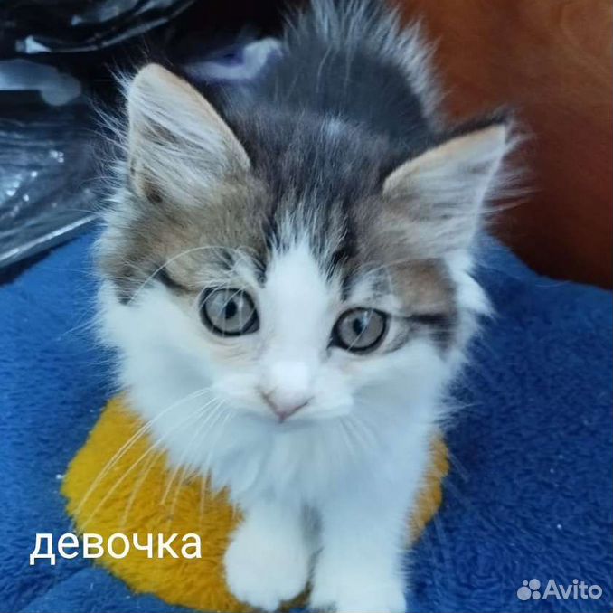 Фифочка 1,5 мес