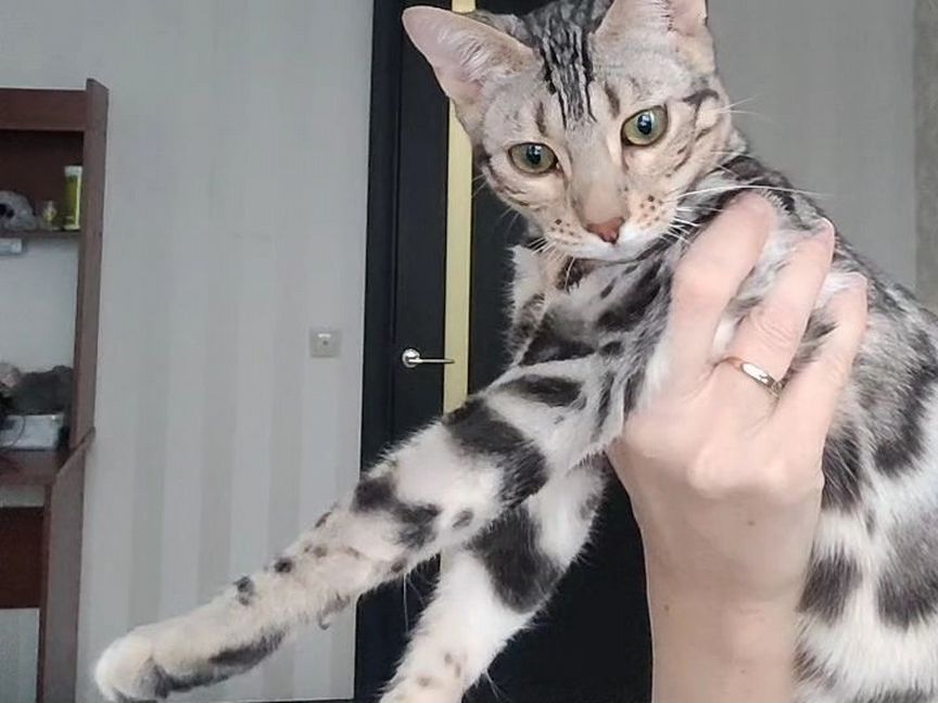 Бенгальская девочка серебро