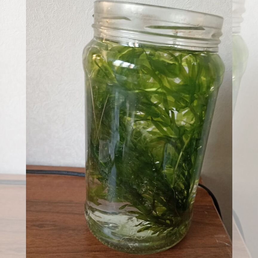 Аквариумные растения