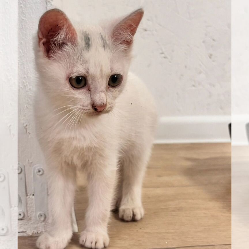 Отдам котят