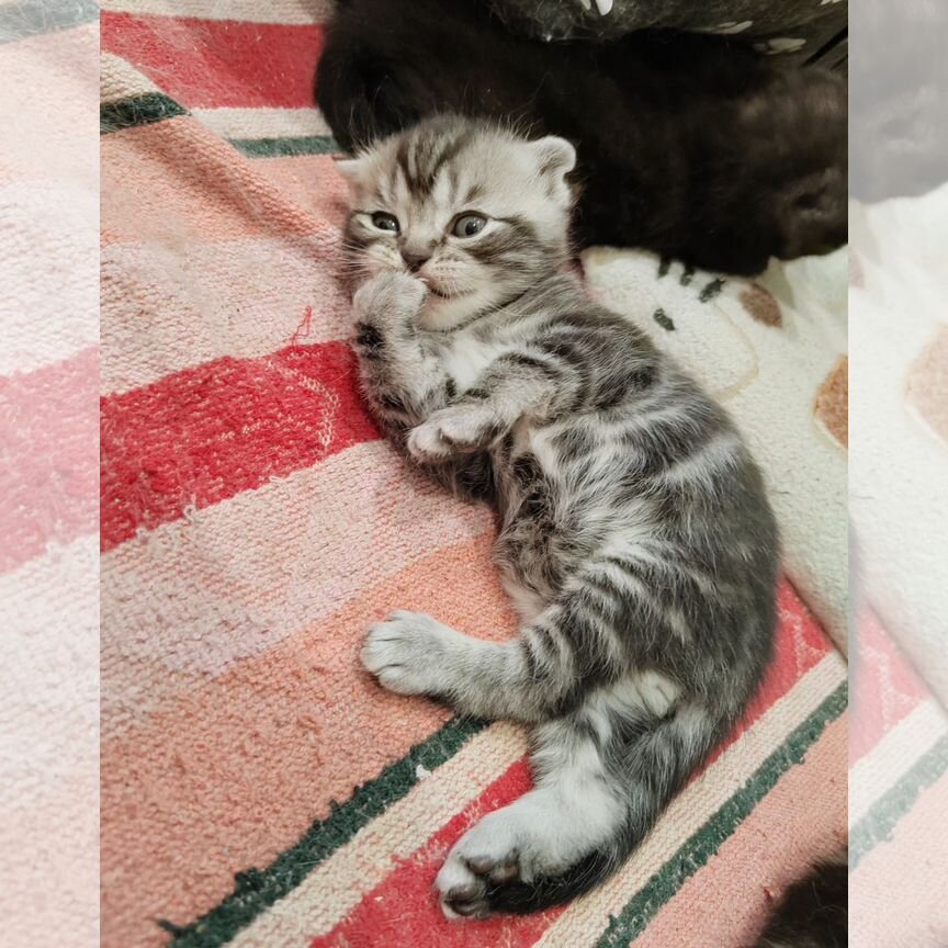 Супер ласковые котятки