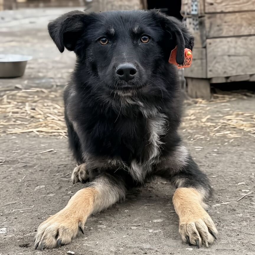 Щенок в добрые руки