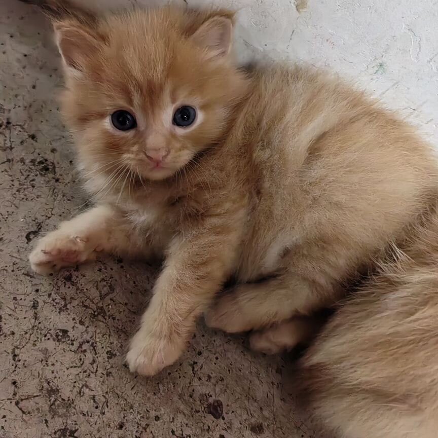 Котята отдам бесплатно