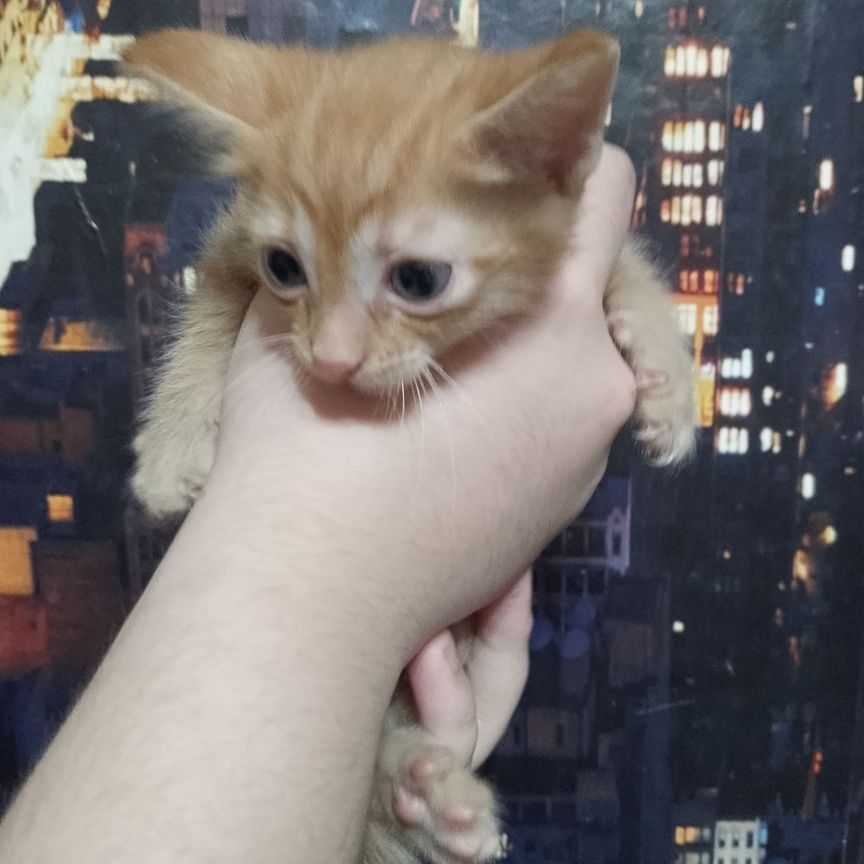 Котёнок в добрые руки