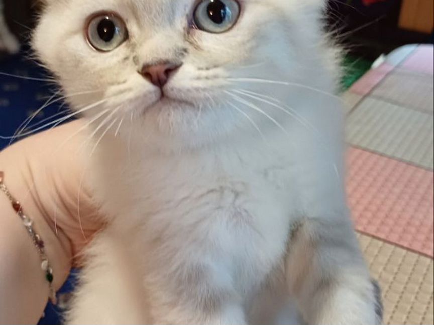 Шотландские прямоухие котята