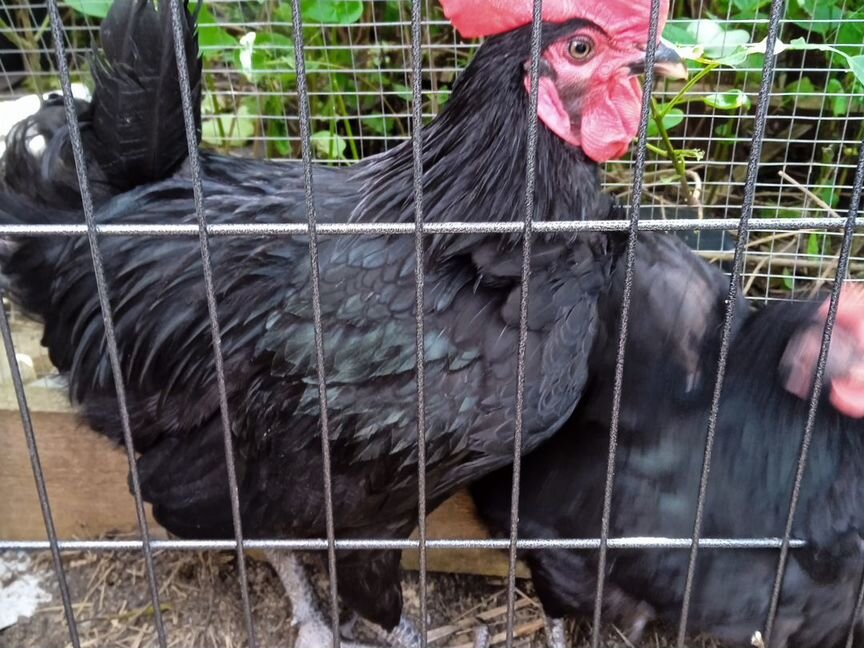 Петух синь-синь дянь 5 мес