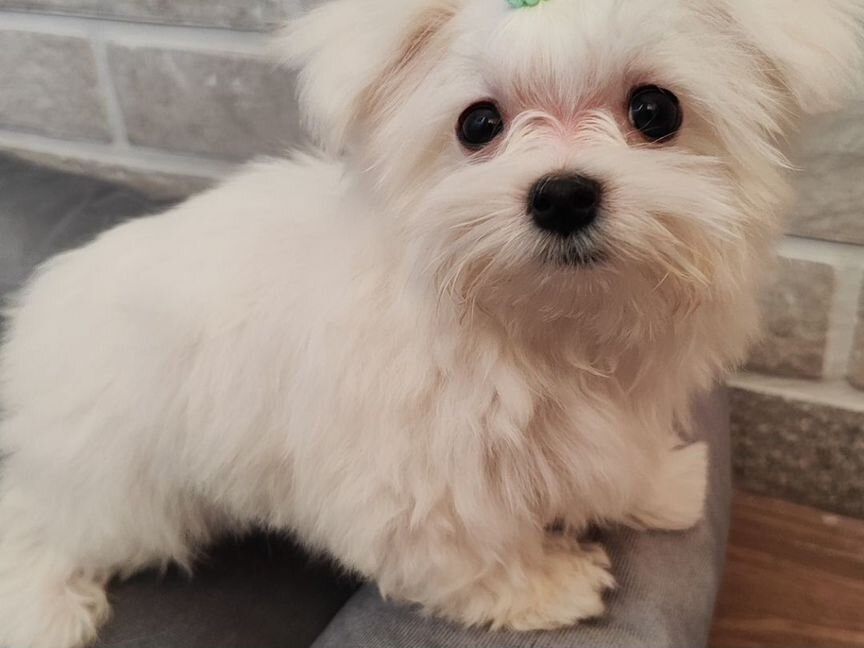 Мальтийская болонка мини