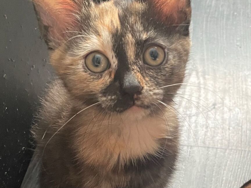 Кошечка ищет дом