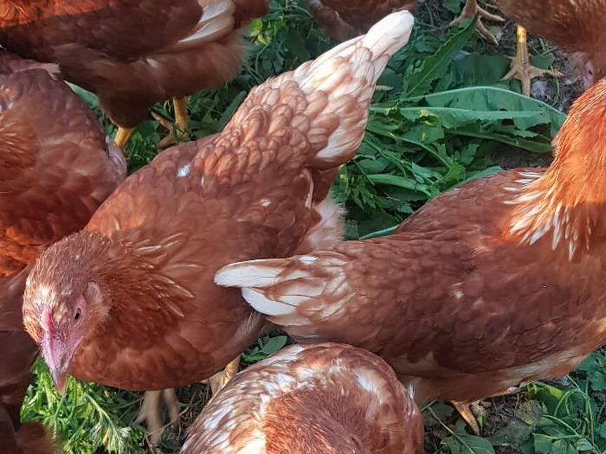 Куры Ломанн braun