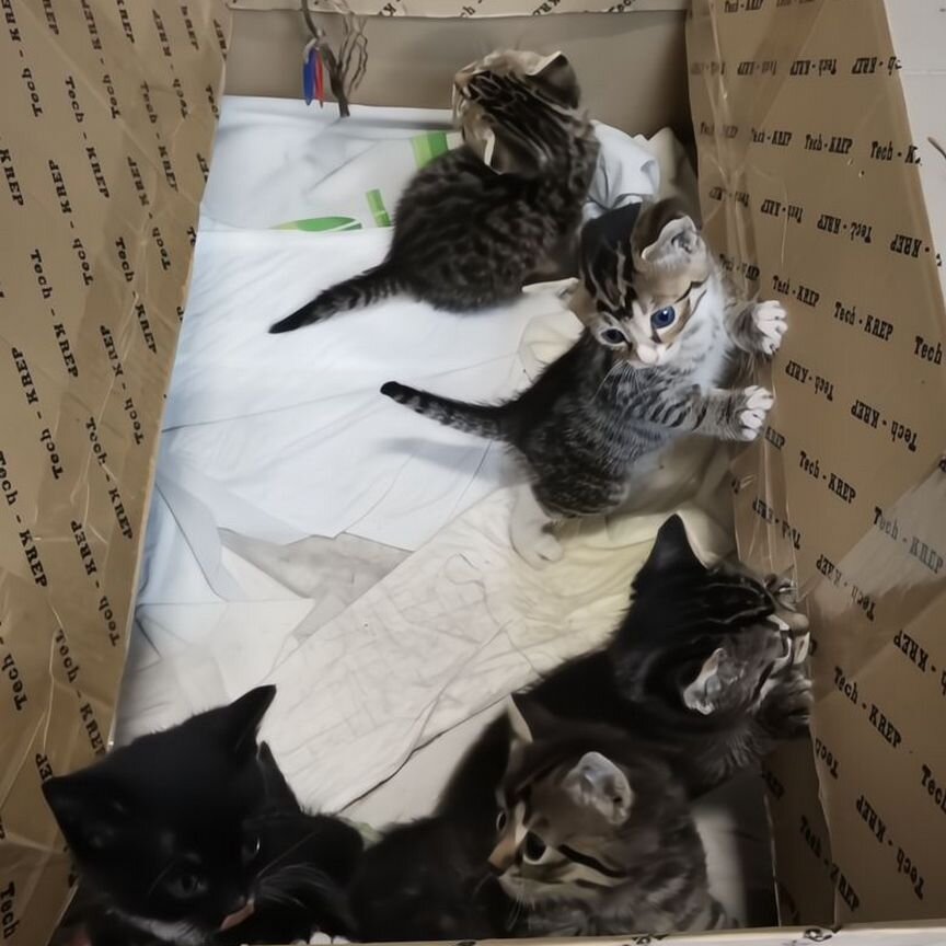 Котёнок в добрые руки