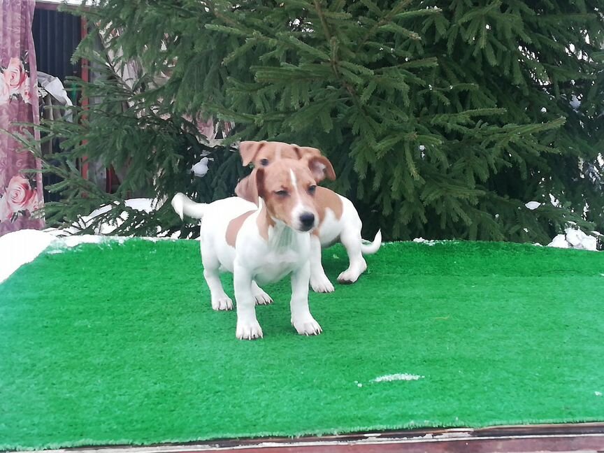 Джек Рассел Терьер Девочки