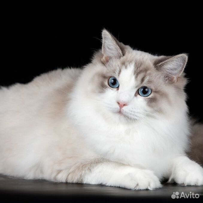 Славия, блю биколор рэгдолл female