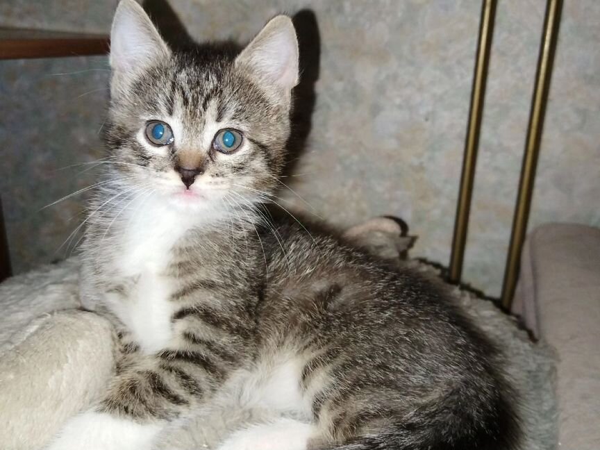 Котёнок чудный в добрые руки