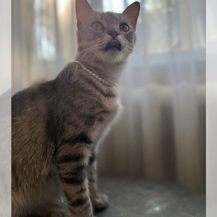 Отдам в добрые руки