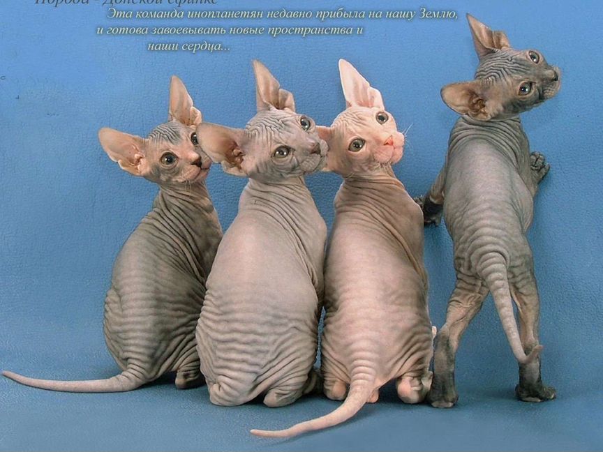 Бронь канадский сфинкс