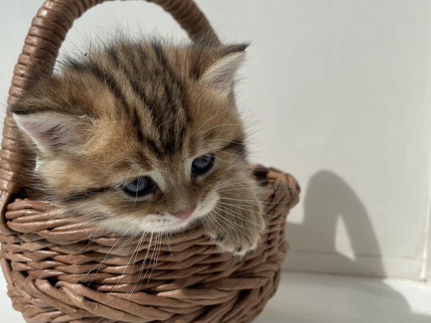 Британская шиншилла