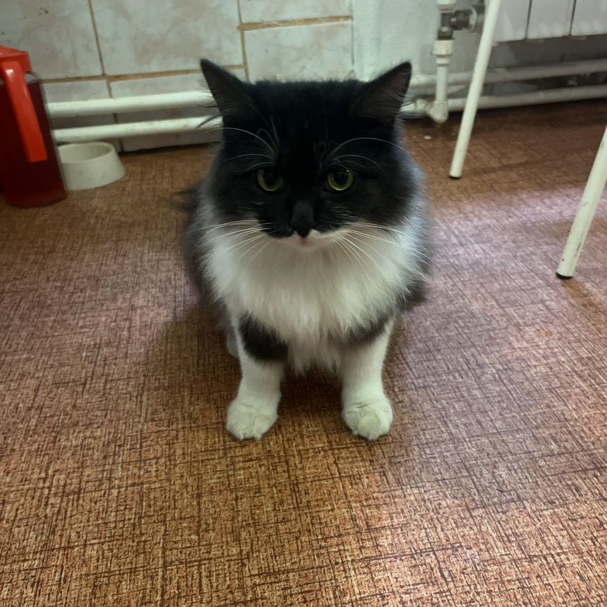 Кот сибирский кастрирован