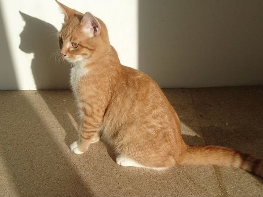 Котёнок от лесного европейского кота