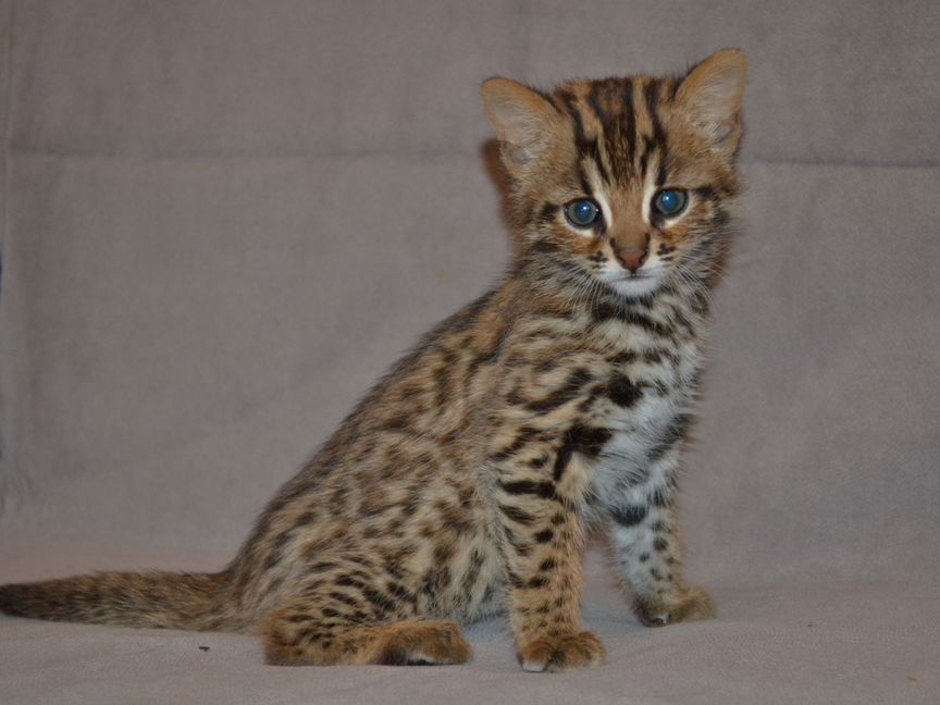 Бенгальская Ф1 75 от алк и длк