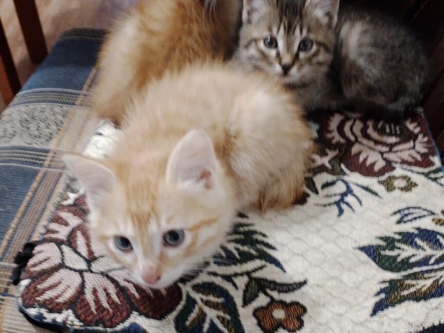 Котята от кошки мышеловки, шустрые очень