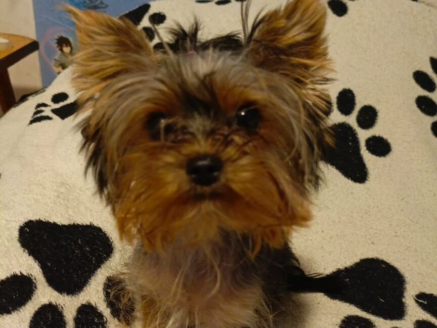 Йоркширский терьер