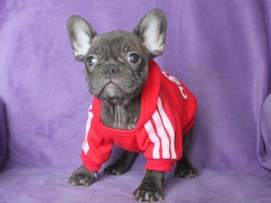 Французское счастье, щенки