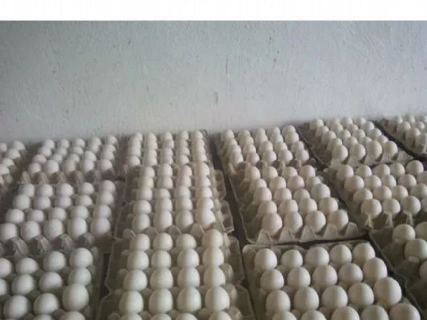 Инкубационное яйцо утки Стар 53