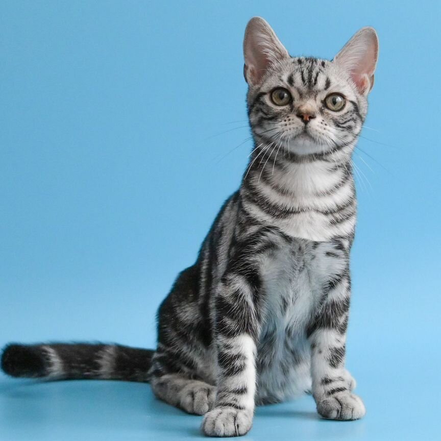 Американский короткошёрстный котёнок