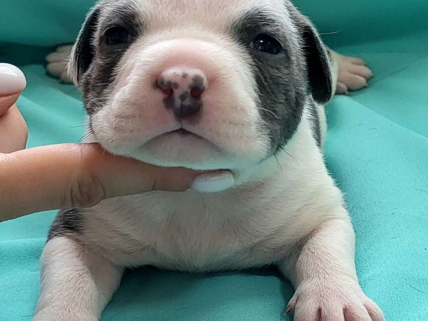 Красавчик американский булли покет