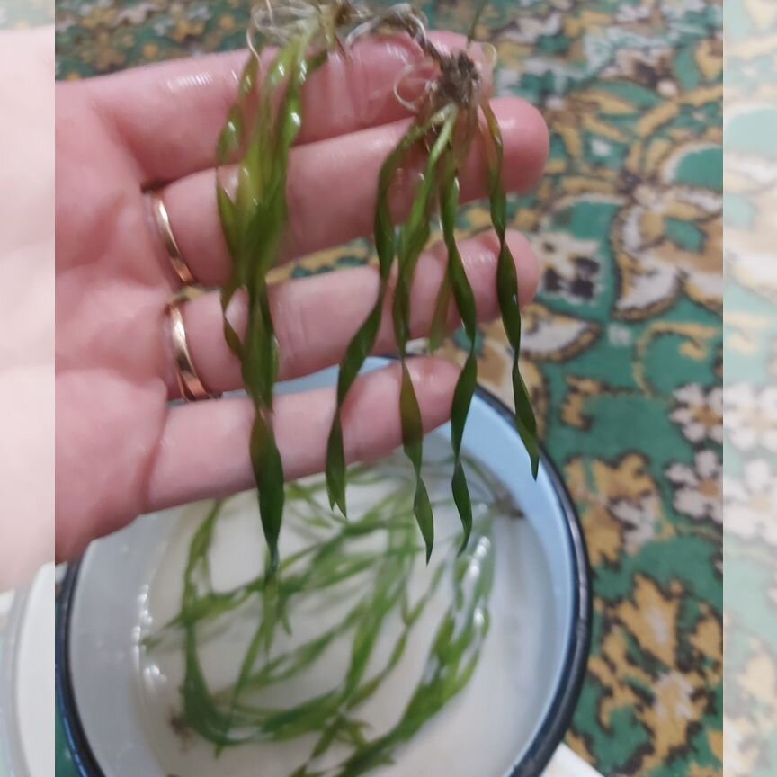 Валиснерия спиральная