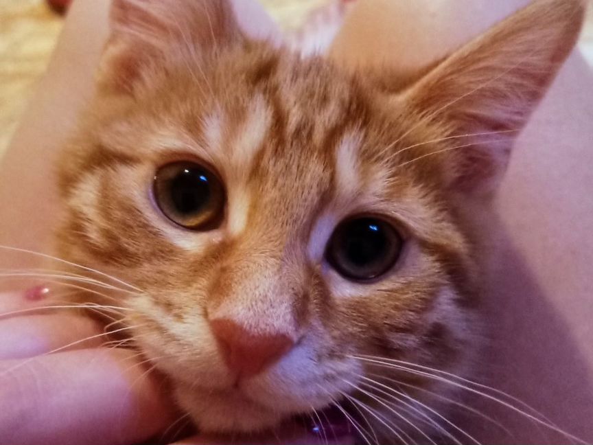 Котенок курильский бобтейл