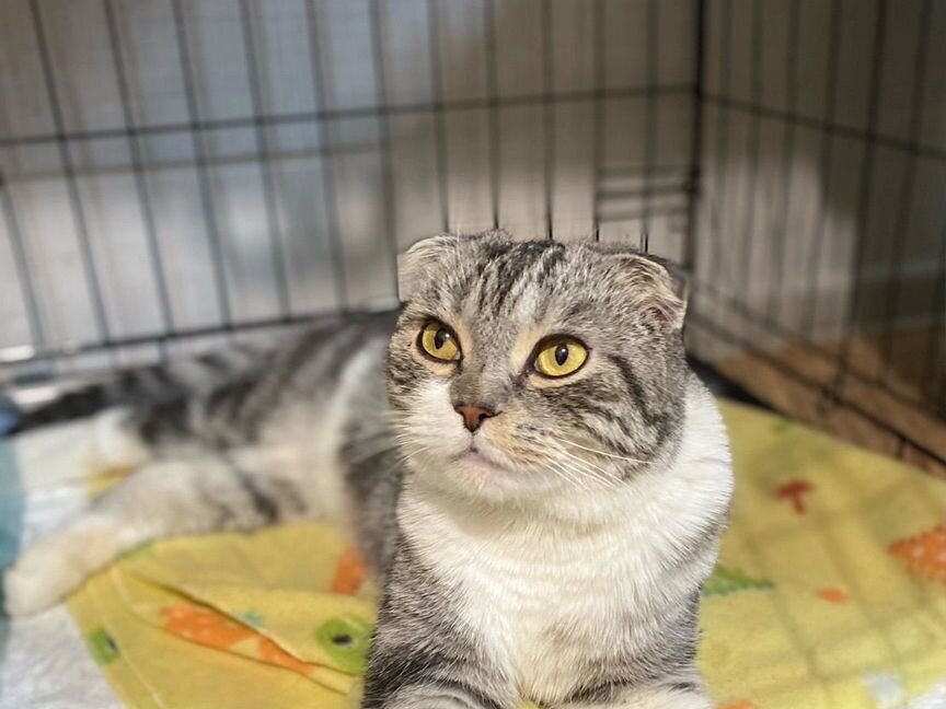 Котик который умеет обниматься двумя лапками